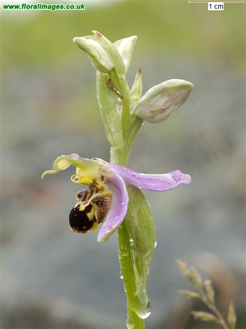 Ophrys apifera, picture 8 of 22