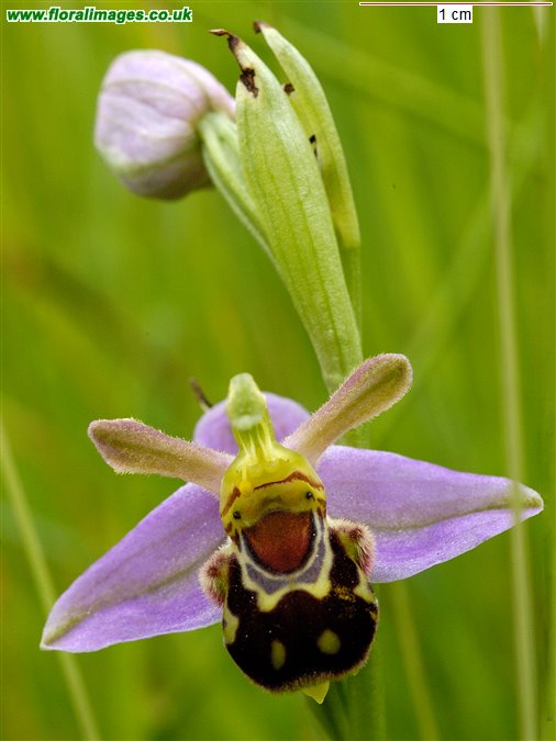 Ophrys apifera, picture 8 of 23