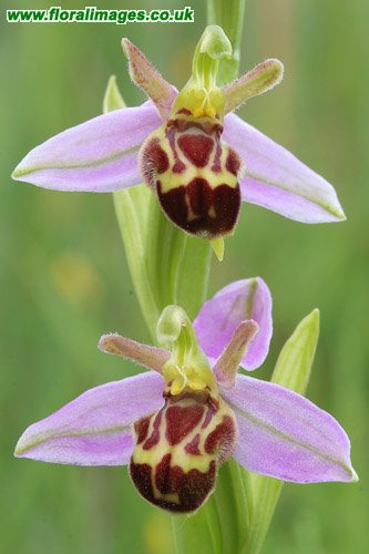 Ophrys apifera, picture 18 of 22