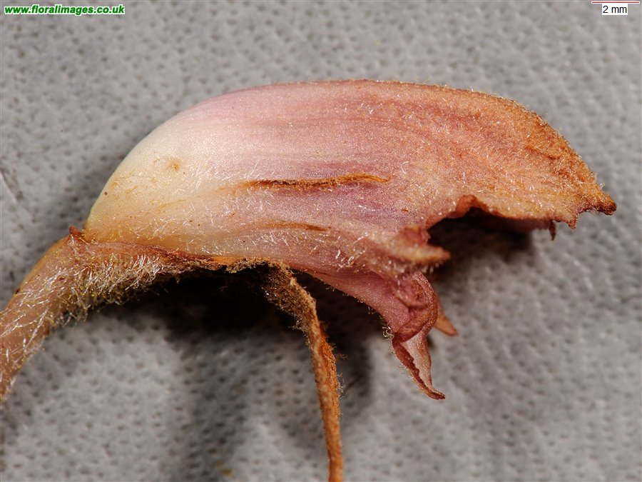 Orobanche rapum-genistae, picture 14 of 19