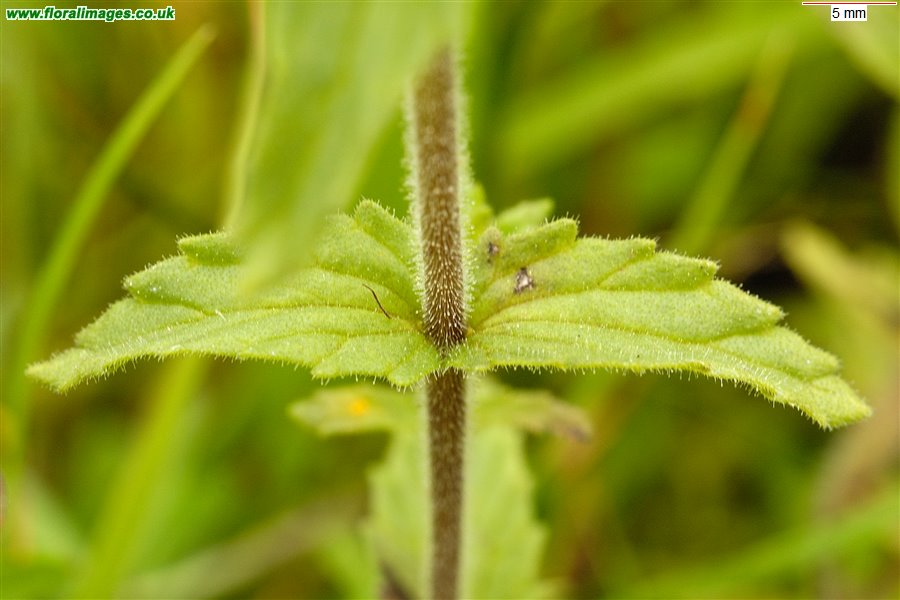 Parentucellia viscosa, picture 7 of 9