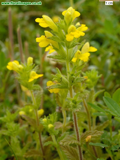 Parentucellia viscosa, picture 8 of 9