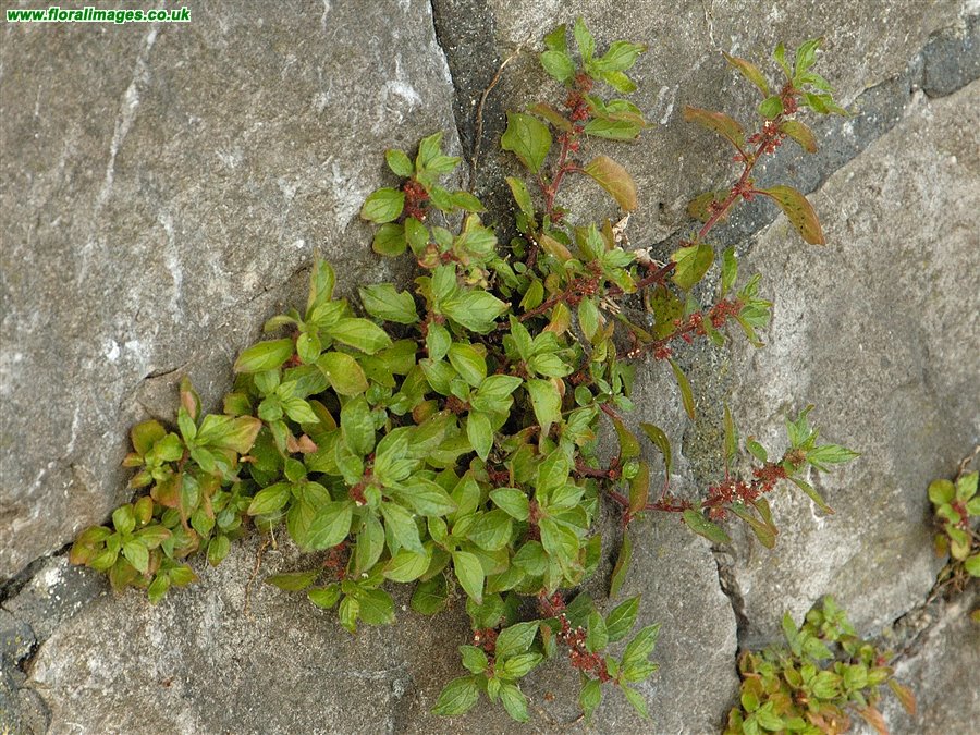 Parietaria judaica, picture 9 of 12