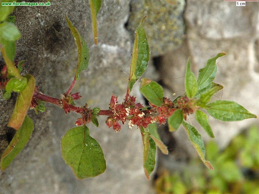 Parietaria judaica, picture 5 of 12
