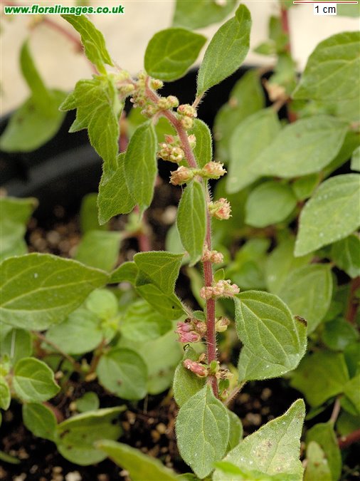 Parietaria judaica, picture 8 of 12