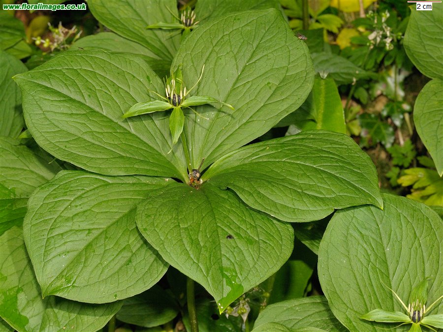 Paris quadrifolia, picture 18 of 25