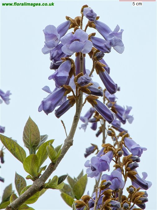 Paulownia tomentosa, picture 5 of 10