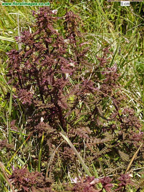 Pedicularis palustris, picture 16 of 21