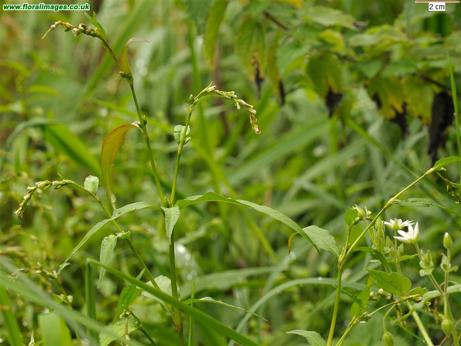 Persicaria hydropiper, picture 6 of 9