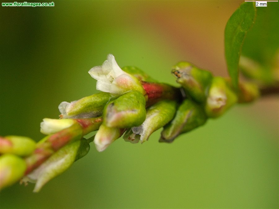 Persicaria hydropiper, picture 4 of 9