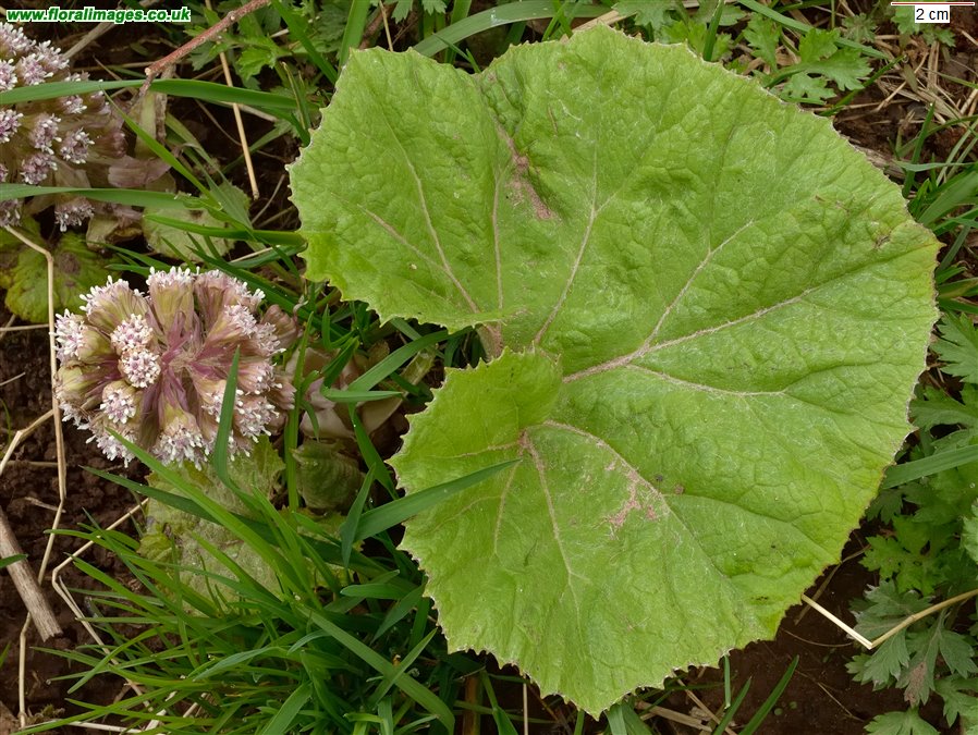 Petasites hybridus, picture 5 of 21