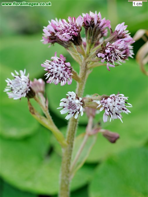 Petasites pyrenaicus, picture 7 of 17