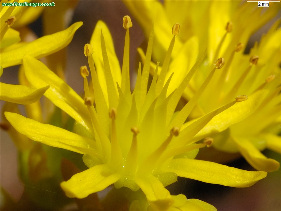 Petrosedum rupestre, picture 2 of 4