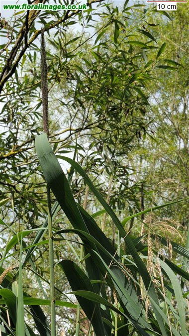 Phragmites australis, picture 4 of 6