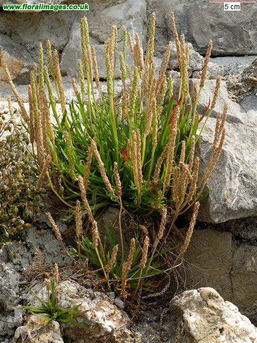 Plantago coronopus, picture 1 of 6
