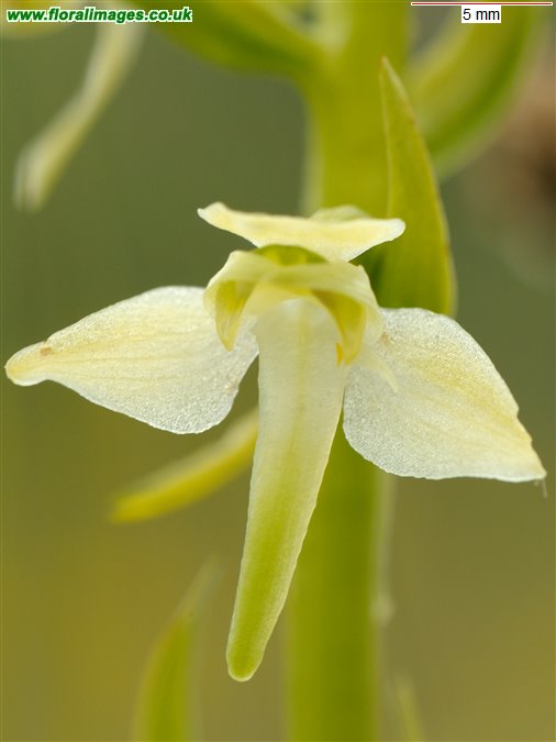 Platanthera chlorantha, picture 15 of 26