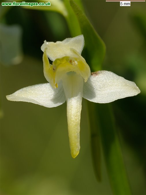 Platanthera chlorantha, picture 5 of 26