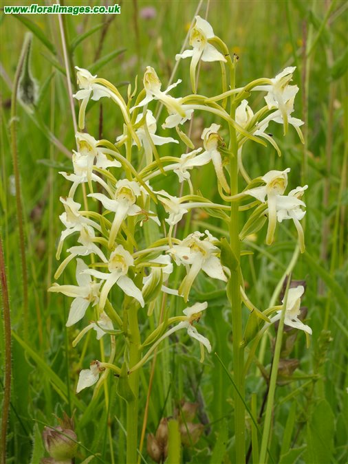 Platanthera chlorantha, picture 6 of 26