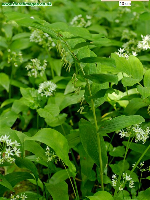 Polygonatum multiflorum, picture 2 of 2