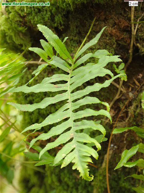 Polypodium cambricum, picture 2 of 4