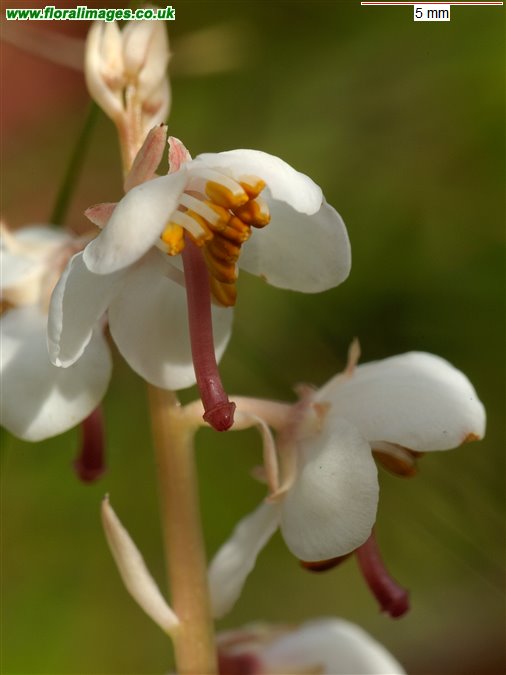 Pyrola rotundifolia, picture 4 of 25