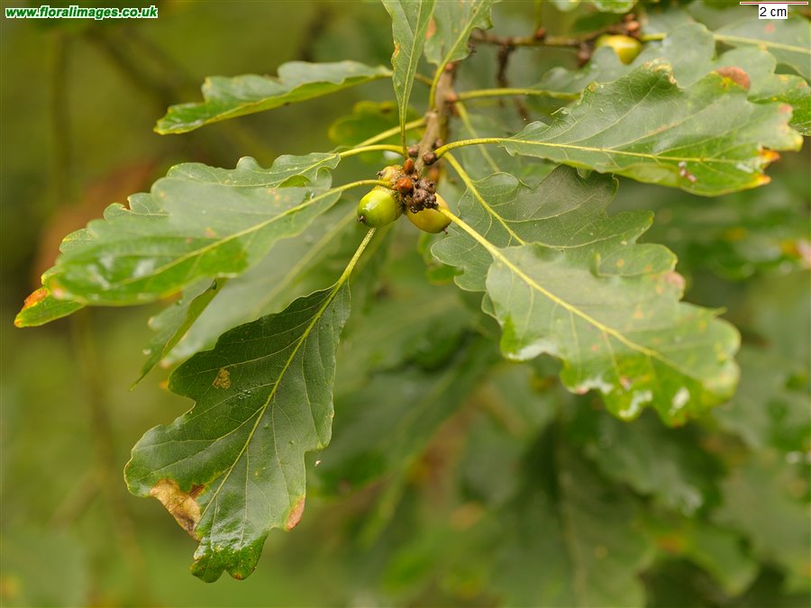 Quercus petraea, picture 9 of 12
