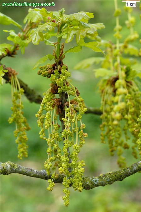 Quercus robur, picture 3 of 12