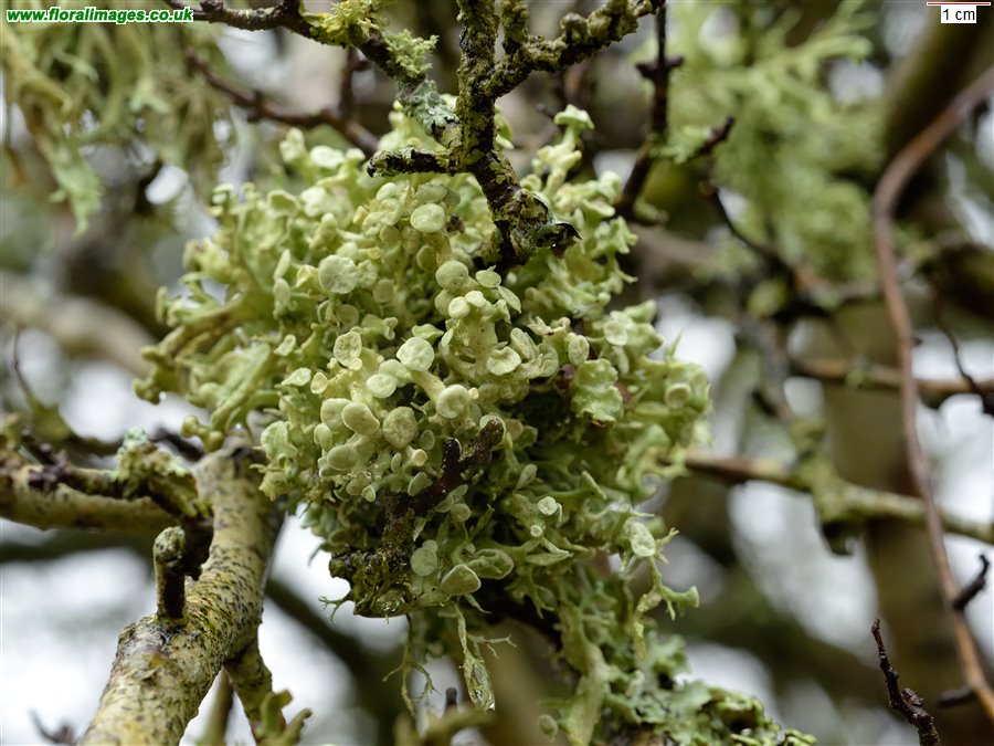 Ramalina fastigiata, picture 2 of 2