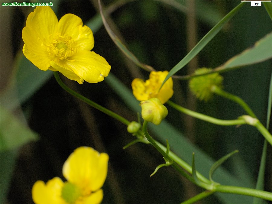Ranunculus lingua, picture 5 of 14