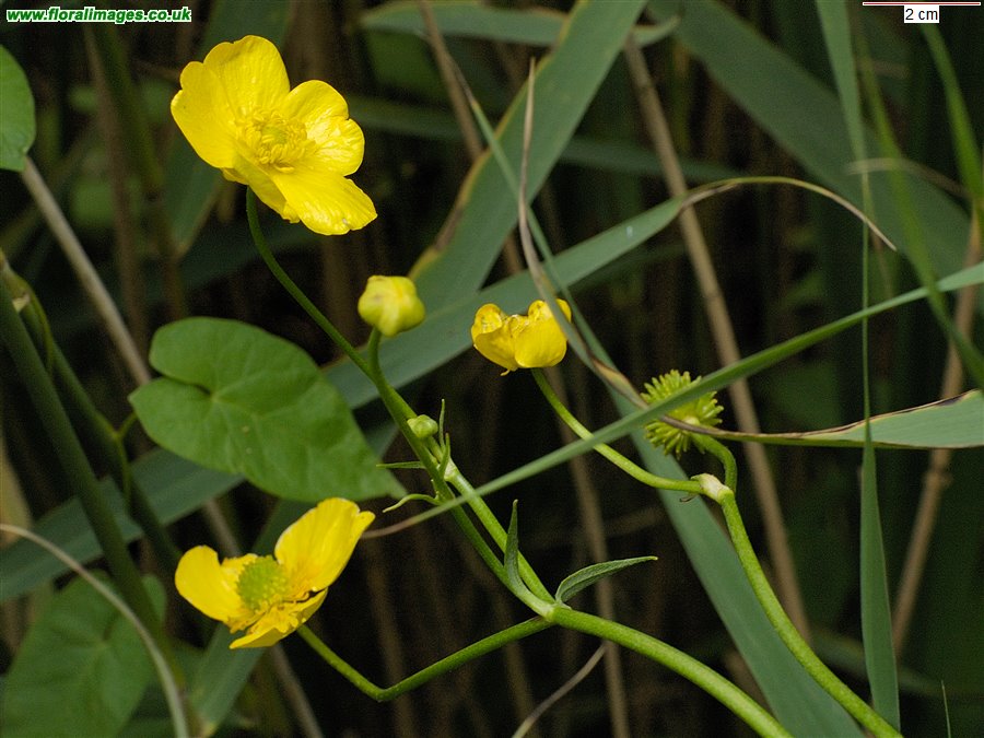 Ranunculus lingua, picture 3 of 15
