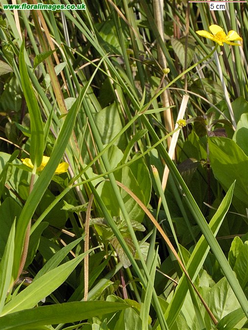 Ranunculus lingua, picture 9 of 15