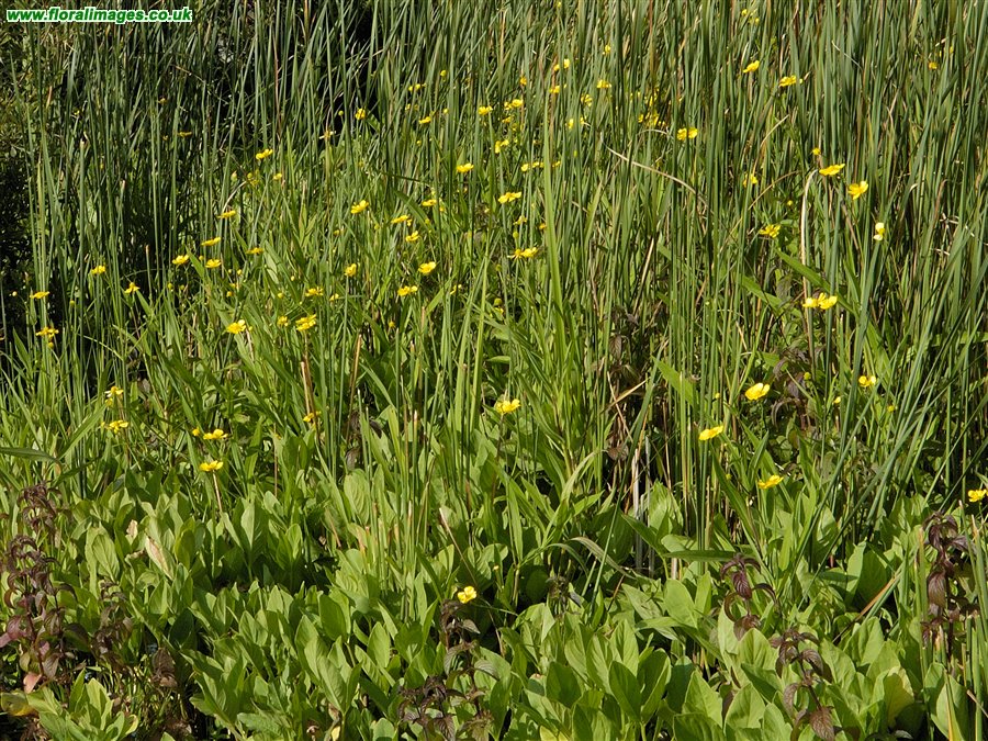 Ranunculus lingua, picture 13 of 15