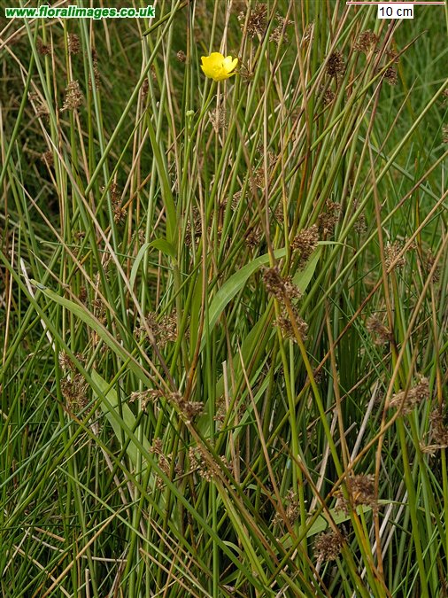 Ranunculus lingua, picture 9 of 15