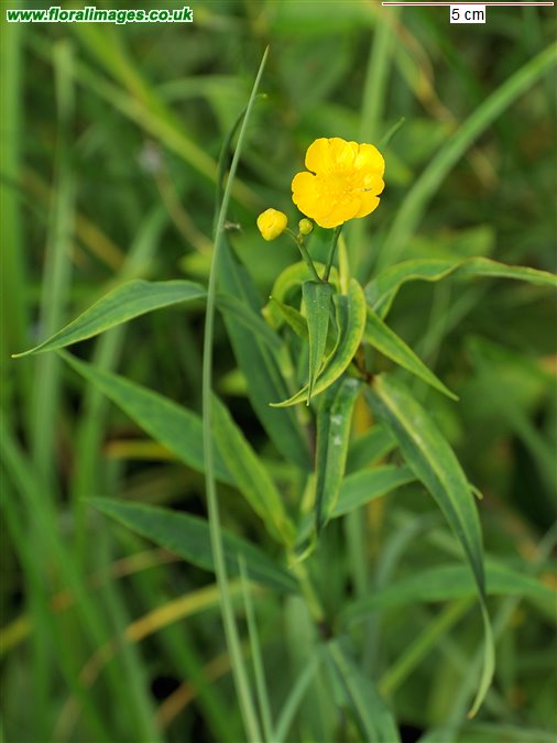 Ranunculus lingua, picture 15 of 15