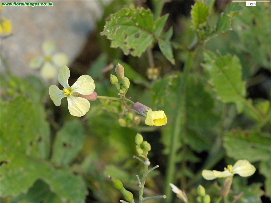 Raphanus raphanistrum, picture 18 of 19