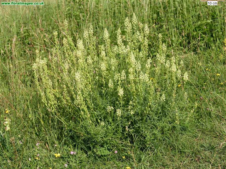 Reseda lutea, picture 4 of 13