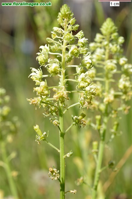 Reseda lutea, picture 3 of 13