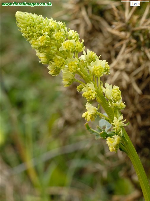 Reseda lutea, picture 7 of 13