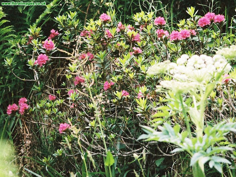 Rhododendron ferrugineum, picture 2 of 2