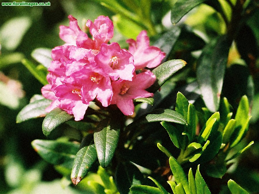 Rhododendron ferrugineum, picture 1 of 2