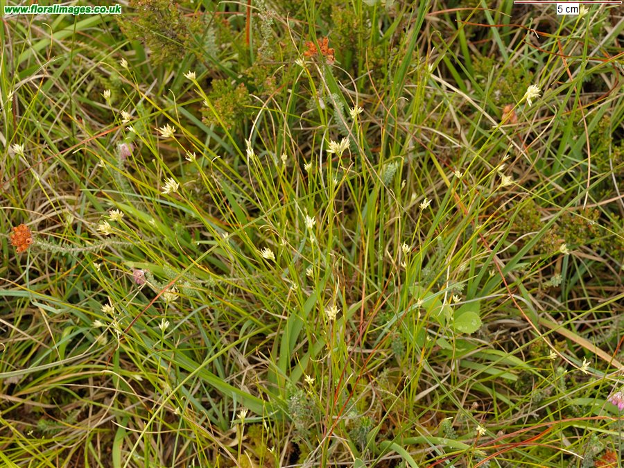 Rhynchospora alba, picture 12 of 16