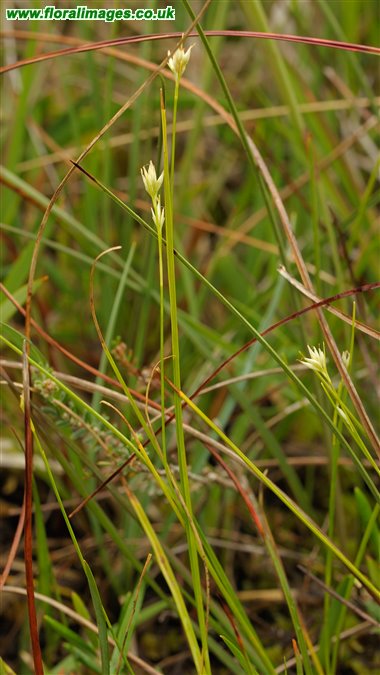Rhynchospora alba, picture 12 of 16