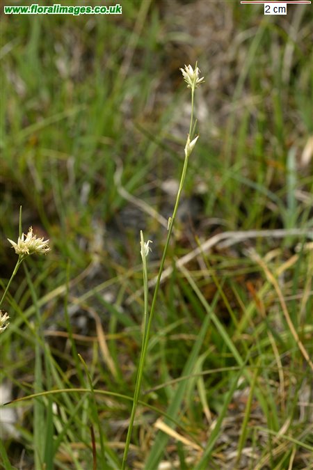 Rhynchospora alba, picture 5 of 16
