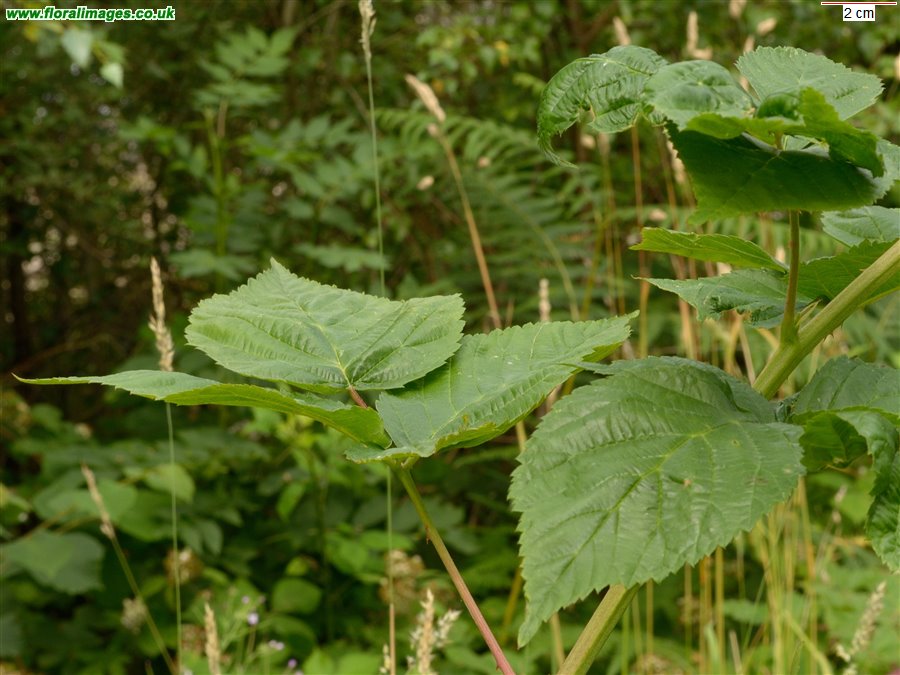 Rubus nessensis, picture 2 of 2