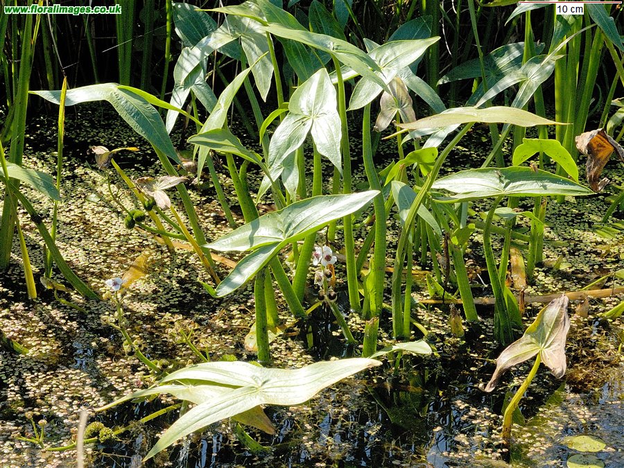 Sagittaria sagittifolia, picture 7 of 7