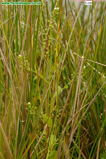 Samolus valerandi, picture 10 of 11