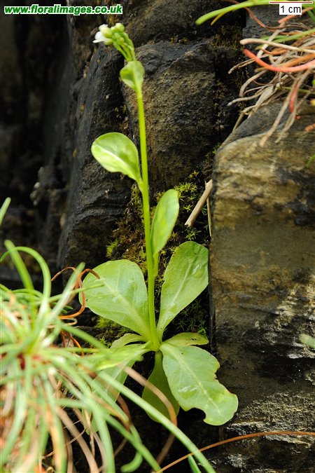 Samolus valerandi, picture 8 of 11