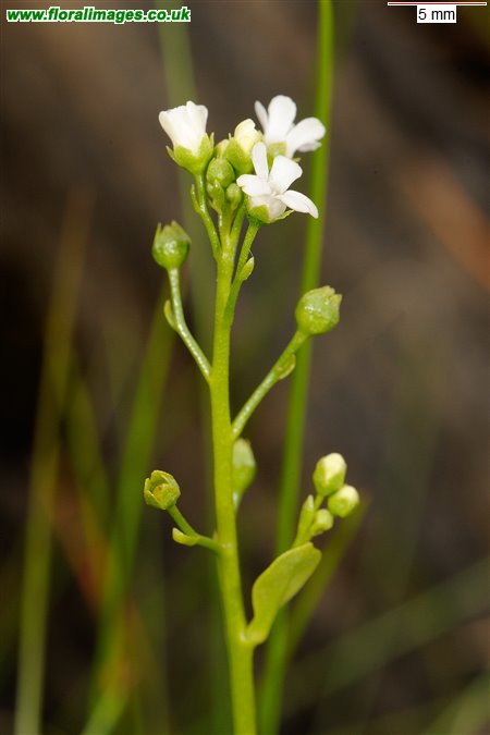 Samolus valerandi, picture 5 of 11