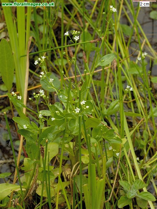 Samolus valerandi, picture 7 of 11