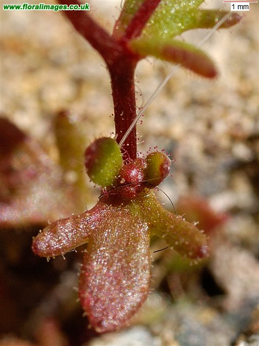 Saxifraga tridactylites, picture 17 of 20